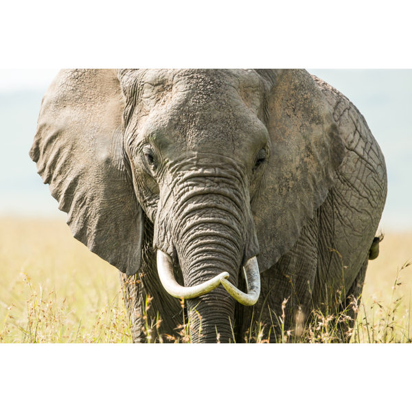17 Stories Afrikanischer Elefant von 1001slide - Leinwand Kunstdrucke ... 17 Stories Afrikanischer Elefant von 1001slide - Leinwand Kunstdrucke ...